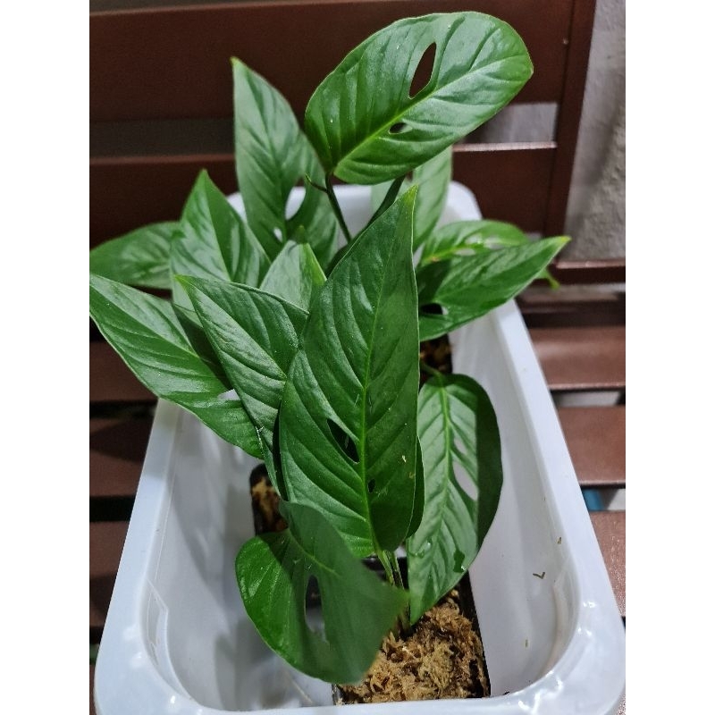 Epipremnum Pinnatum Cebu Blue & Aurea # Monstera Adansonii Narrow From ...
