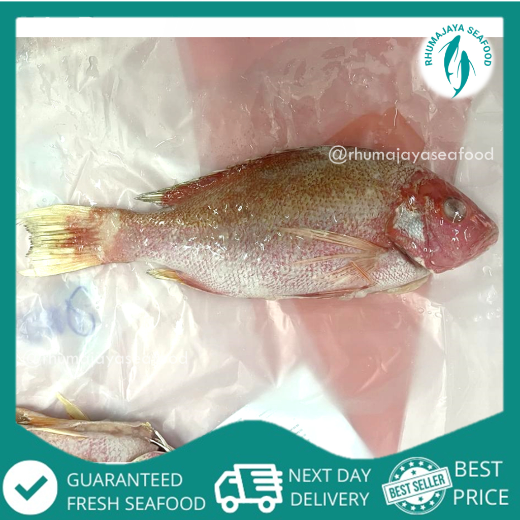 Red Snapper Fish 红鱼 150gm-1kg+- (Nos/Portion/Steak/Fillet) | Rhumajaya ...