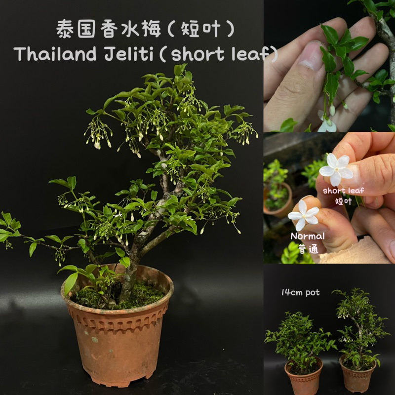 Thailand Jeliti (short leaf),泰国香 水梅(短叶), Wrightia Religiosa(盆栽/bonsai ...