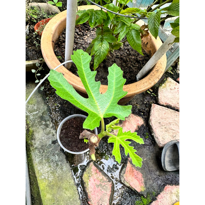 Pokok Tin Raspberry Latte | Shopee Malaysia