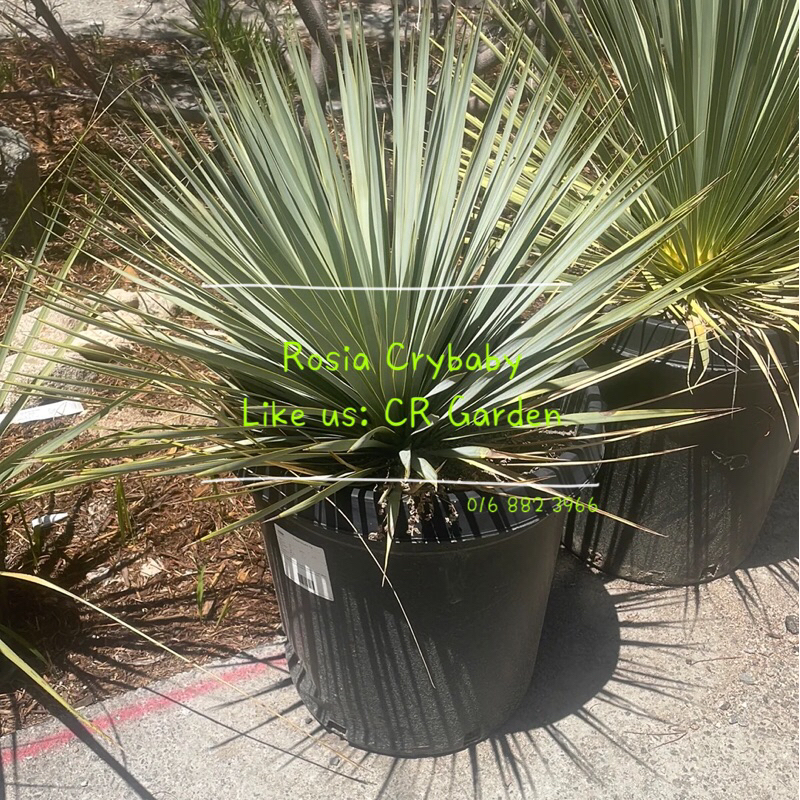 Yucca Rigida/ Blue Yucca 1 seed 蓝丝兰 1粒 (soak into warm water before ...