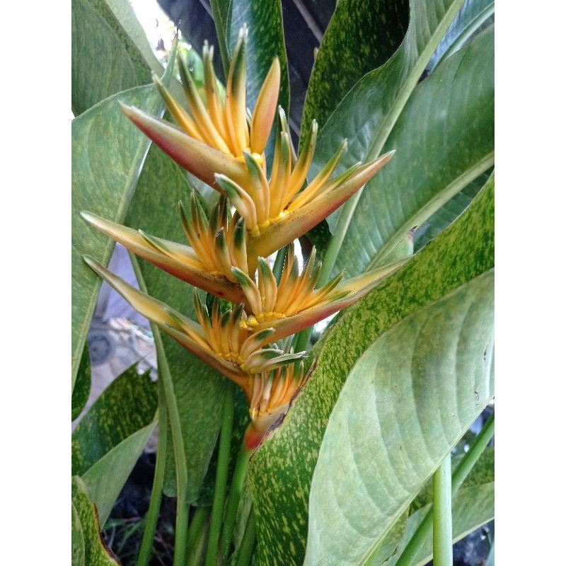 Heliconia Parakeet Flower I Psittarocum I Jual Rhizome | Shopee Malaysia