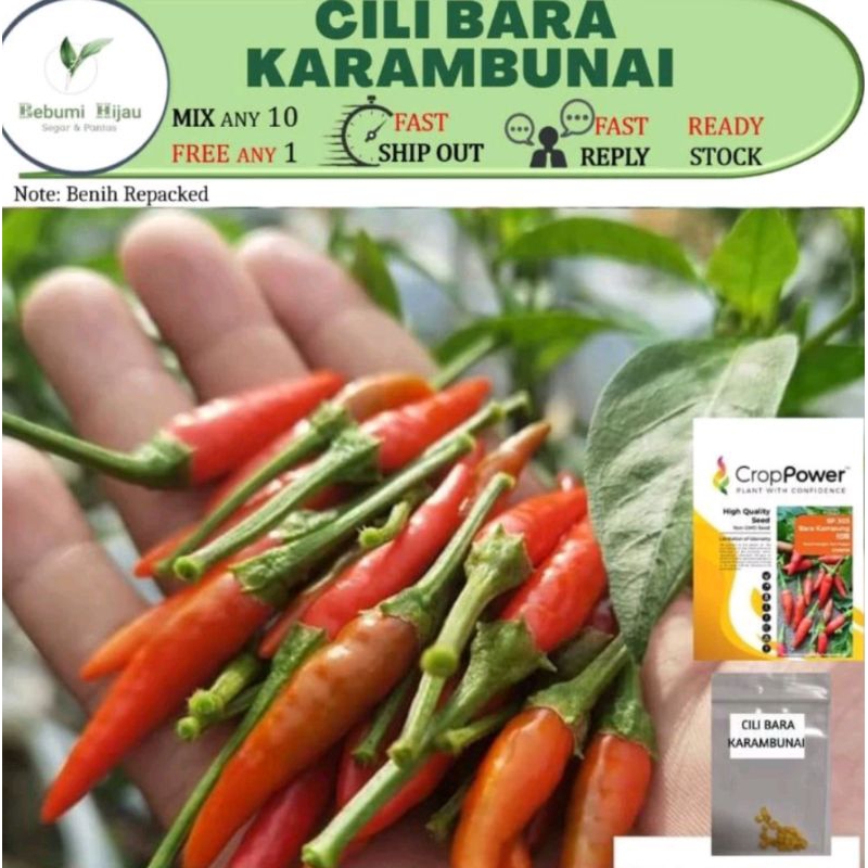 20 biji benih CILI KARAMBUNAI seeds cili padi Kampung | Shopee Malaysia