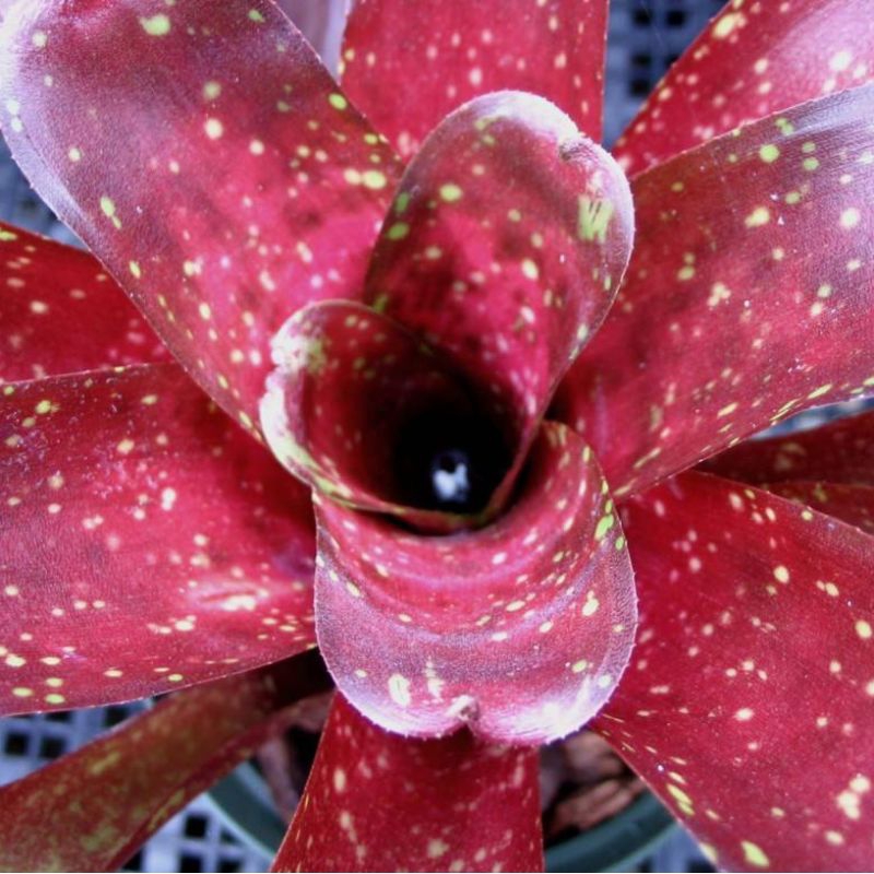 Bromeliad Ruby Throat (Miniature Bromeliad) | Shopee Malaysia