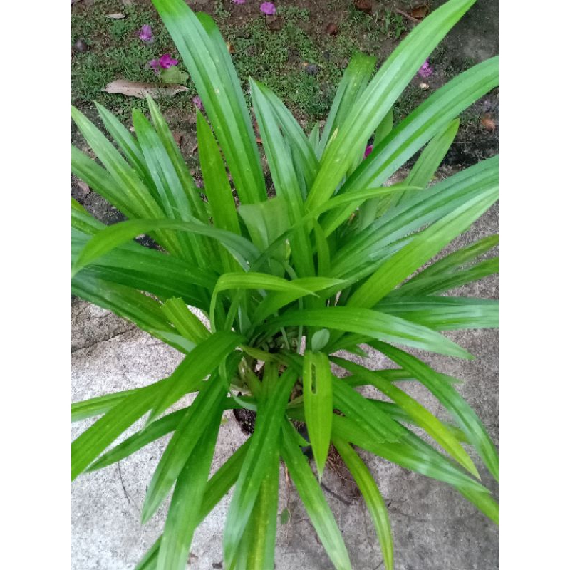 Pokok Pandan Kg Wangi 2 Keratan dgn akar | Shopee Malaysia