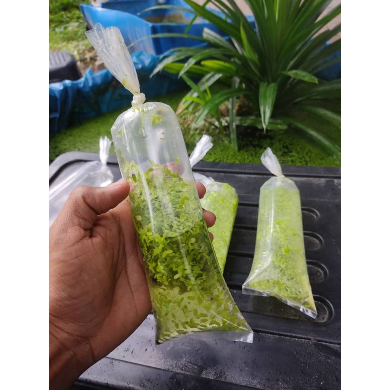 Duckweed Floating Plant (Pokok Air terapung) | Shopee Malaysia