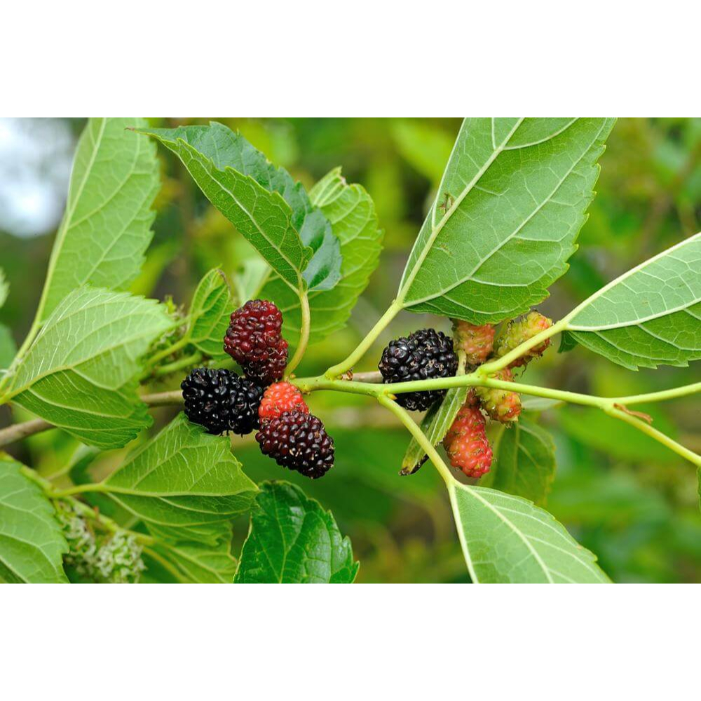Keratan Pokok Mulberi Jumbo / Anak Pokok Mulberi Jumbo (Fresh Cutting ...