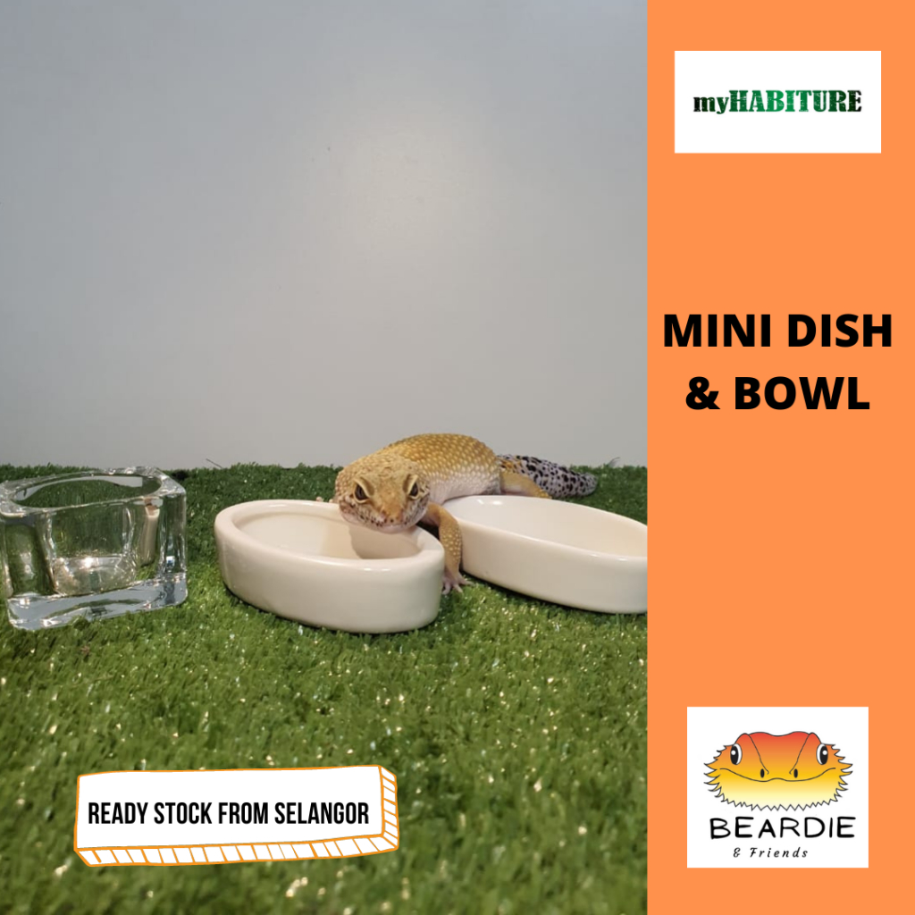 MINI CERAMIC DISH WORM DISH GLASS WATER BOWL FOR SMALL REPTILES ...