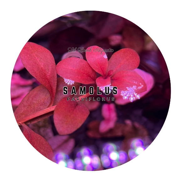 [Aquatic Plant] Samolus Parviflorus Red Stem Plants Fore Ground ...