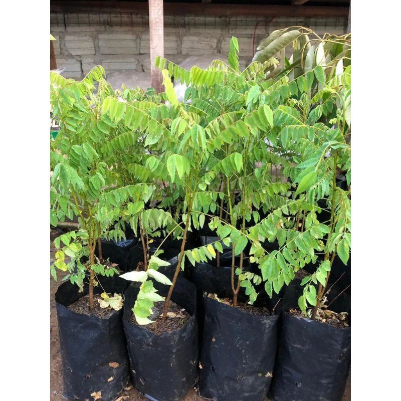 benih pokok belimbing buluh hybrid | Shopee Malaysia