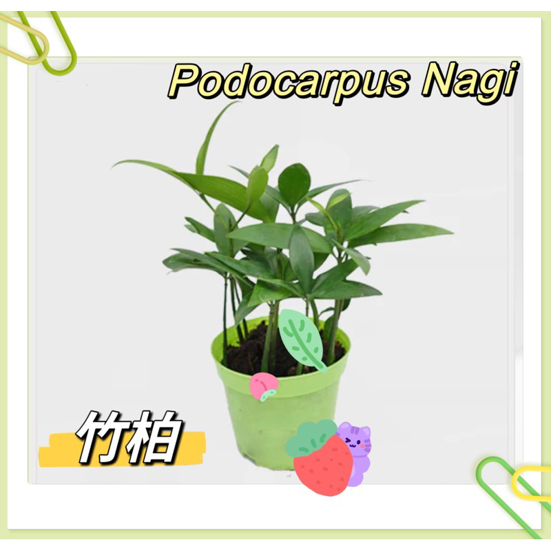 Podocarpus Nagi bonsai mini live plant 竹柏小盆栽 pokok hidup hiasan [ ready ...