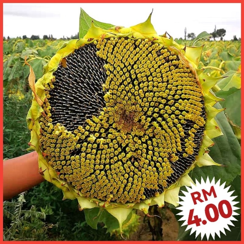 S17 Benih Bunga Matahari Besar （20+/-）Edible Sunflower（Long seed）食用向日葵 ...