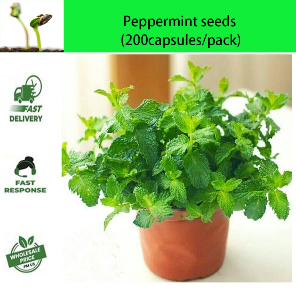 Flower Seed Peppermint Seed Biji Benih - Pudina | Shopee Malaysia