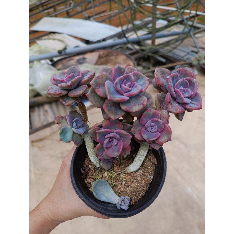 FT live succulent multihead graptoveria gypsy 彩虹糖群生 12cm pot | Shopee ...