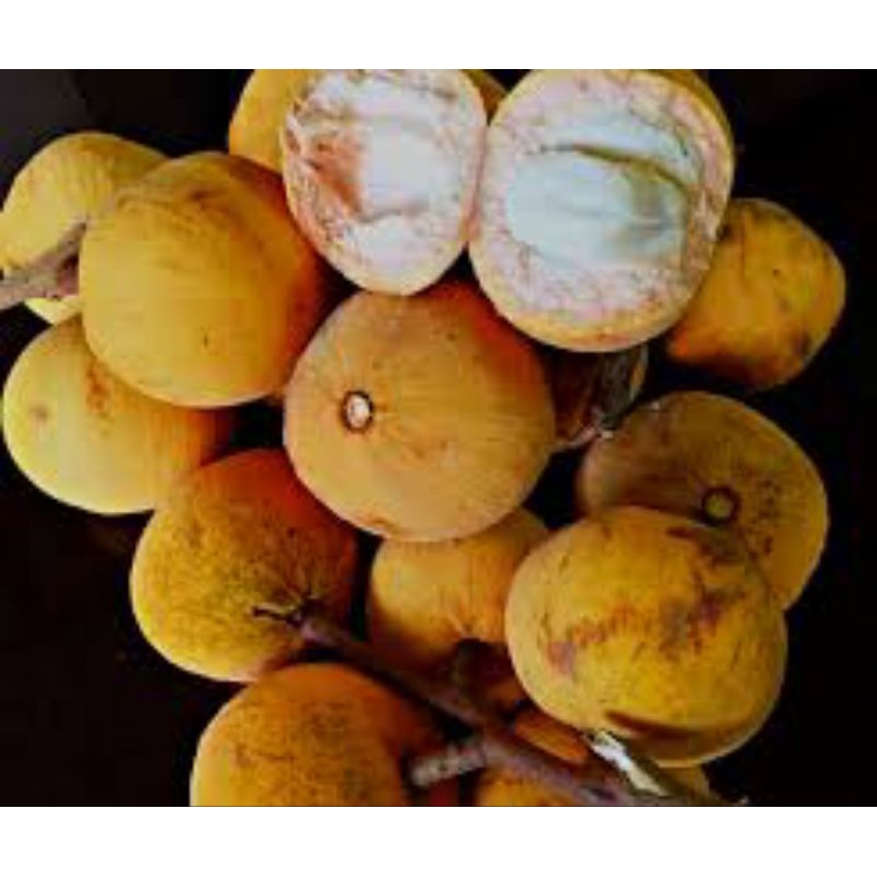 Anak Pokok Buah Sentul Kampung | Shopee Malaysia