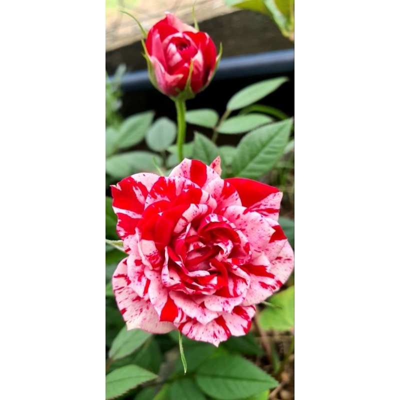 pokok Bunga Rose hybrid thai,pokok hidup. | Shopee Malaysia
