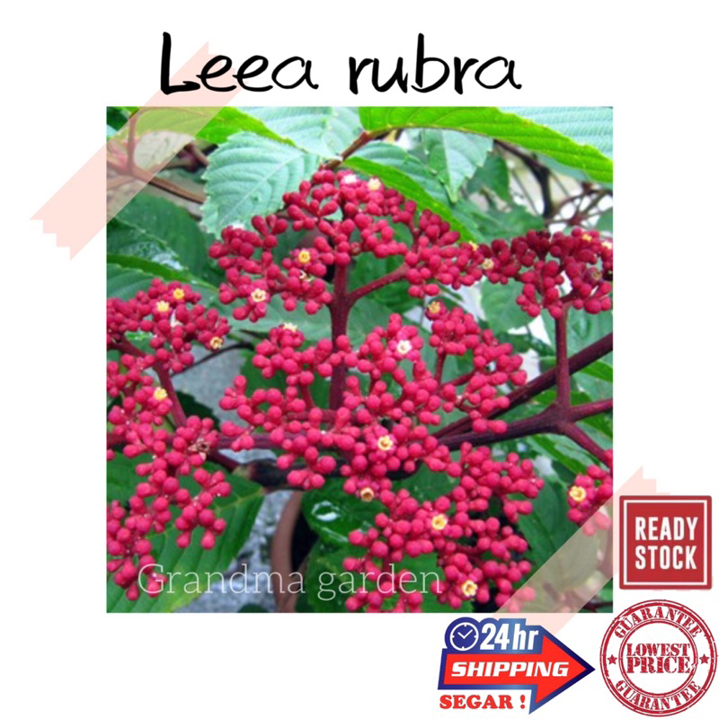 (GG real plant) leea rubra ^ red tree vine pokok hidup hiasan rumah ...