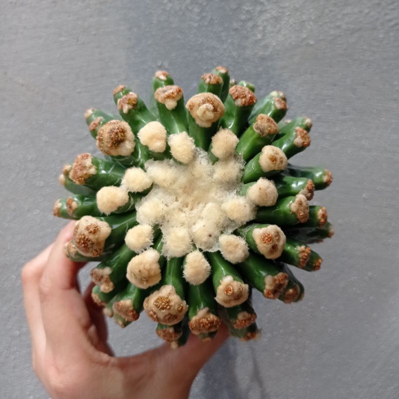 Cactus (Echinocactus grusonii forma mostruosa 金琥泉） | Shopee Malaysia