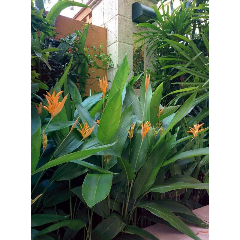 pokok sepit udang 4 p0kok /Heliconia/warna kuning | Shopee Malaysia