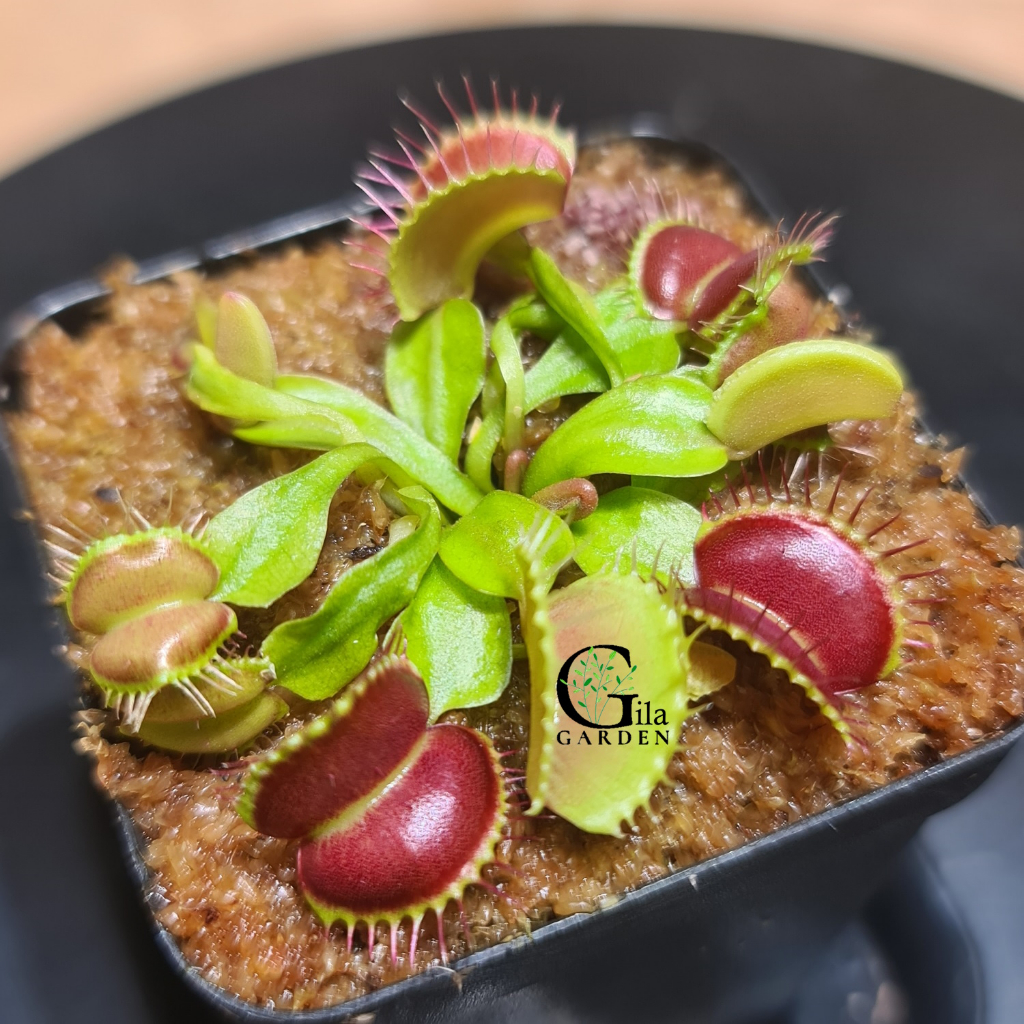 Venus Flytrap Angel Wings [Dionaea Muscipula, Venus Flytrap][Carnivorous Plants][GILAGARDEN ...