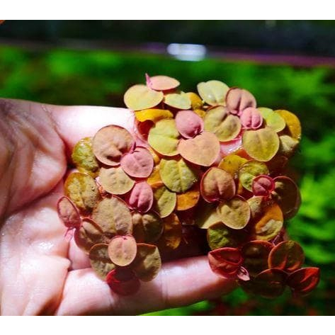 Phyllanthus fluitans Red Root Floater - Floating Plant ( Aquascape / Aquarium / Vivarium ...