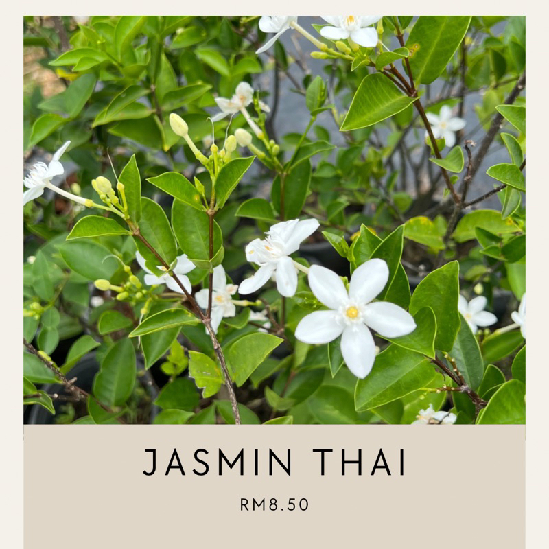 Pokok Bunga Jasmin Thai / Thai Jasmine | Shopee Malaysia