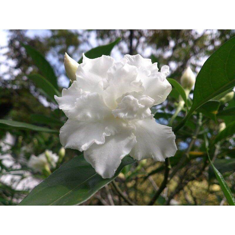 Pokok Bunga Melur susun kelapa | Shopee Malaysia