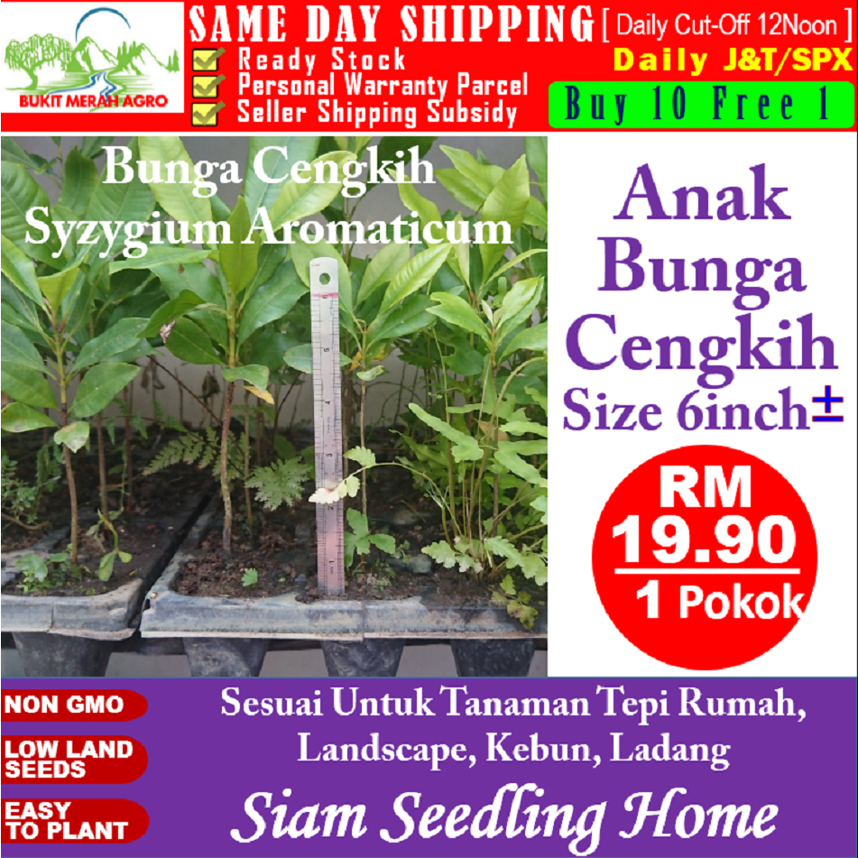 Anak Pokok Bunga Cengkih Size 6Inch+/- Syzygium Aromaticum Tanaman Pasu ...