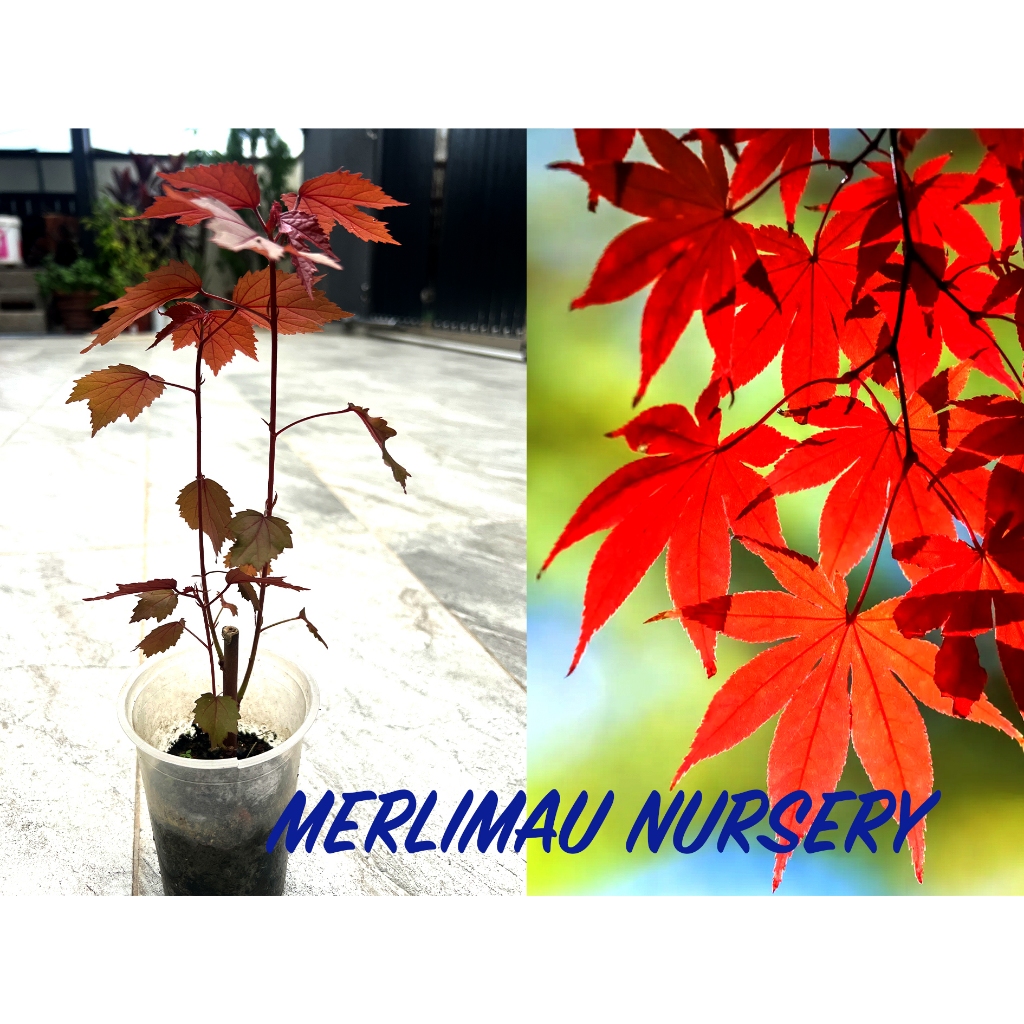 [Merlimau Nursery] Maple Leaf Tree / Mapple Tree / Pokok Daun Merah ...