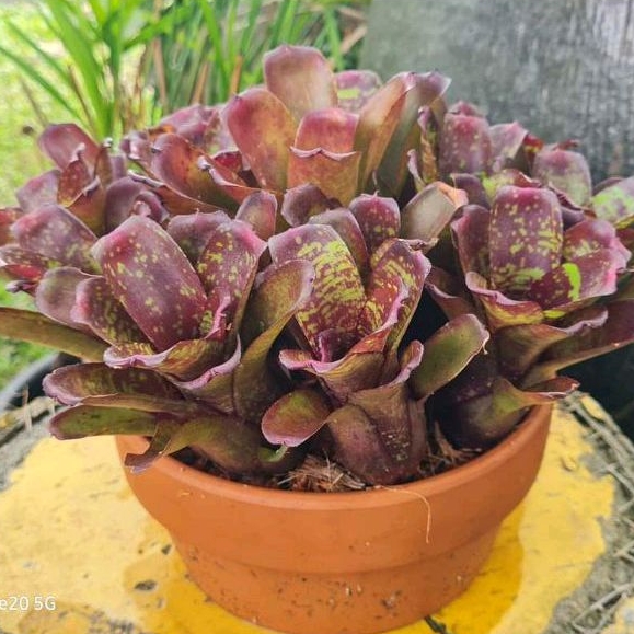 Beomeliad Dartanion (Miniature Bromeliad) | Shopee Malaysia