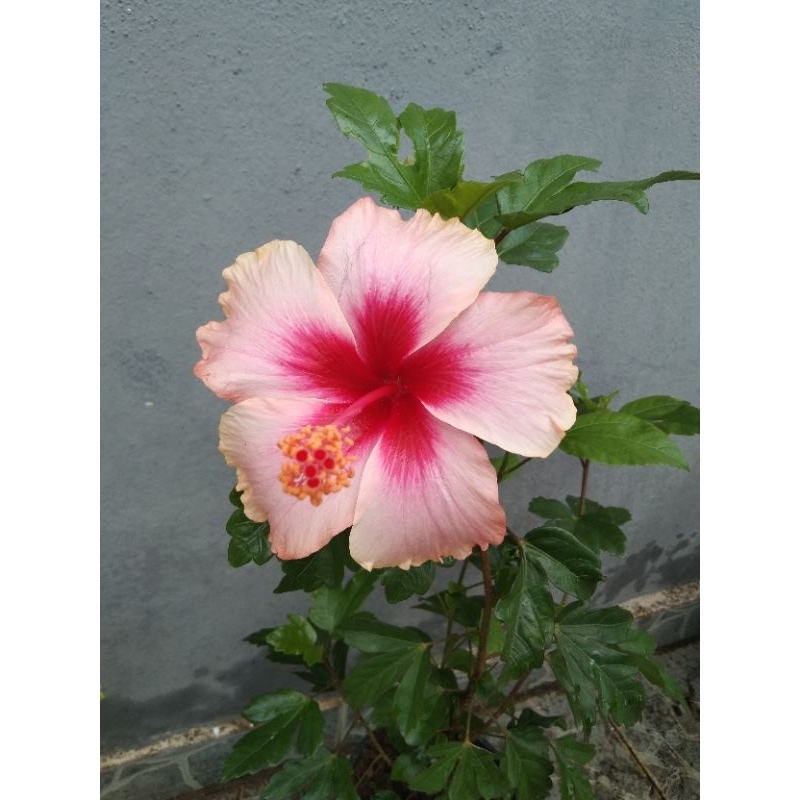 Pokok bunga raya thai , hibiscus flower | Shopee Malaysia