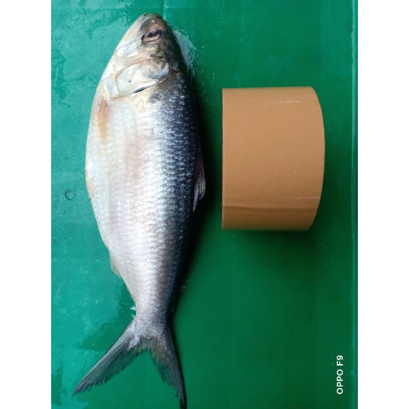 Ikan Terubok Masin Sarawak | Shopee Malaysia