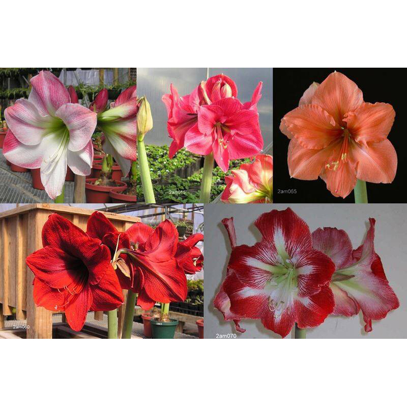 [ FLOWER BULB ] BAWANG SAHAJA Pelbagai Jenis Lily pokok bawang ...