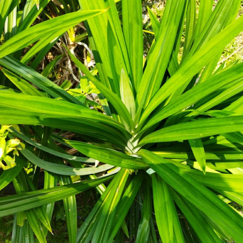 DAUN PANDAN WANGI / ANAK POKOK PANDAN | Shopee Malaysia