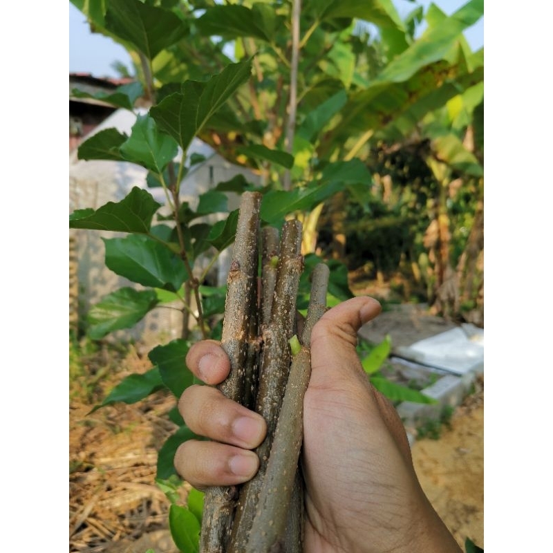 Keratan Batang Pokok Mulberry + Free Gift 😍 | Shopee Malaysia