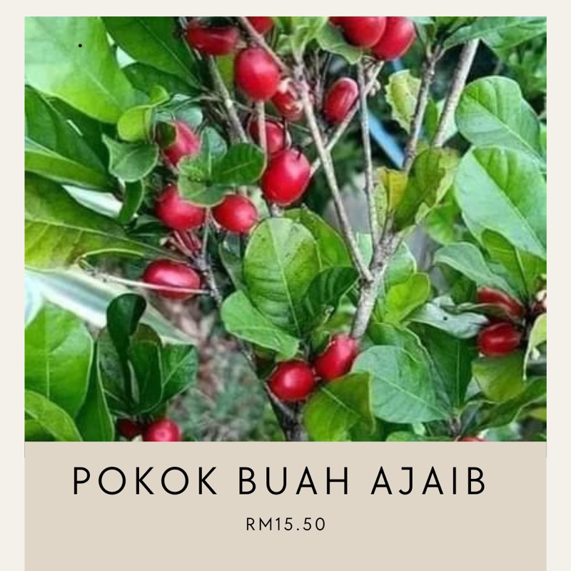 Pokok ajaib / buah ajaib / miracle fruits / miracle berry | Shopee Malaysia