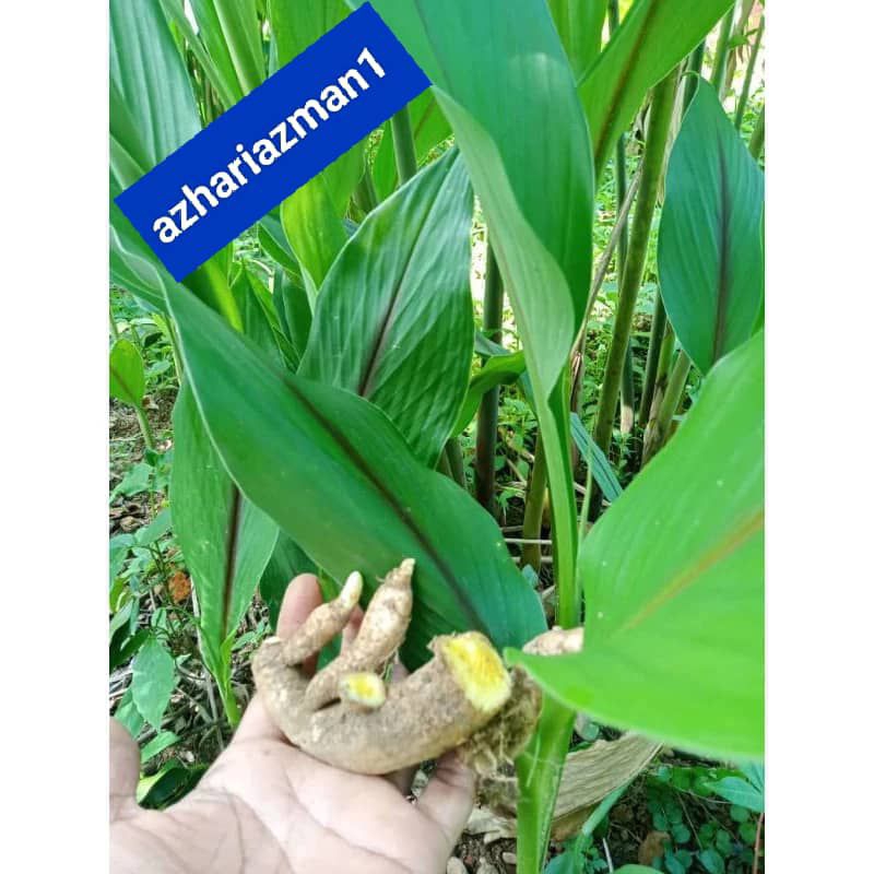 Rizom temu pauh/isi temu. | Shopee Malaysia