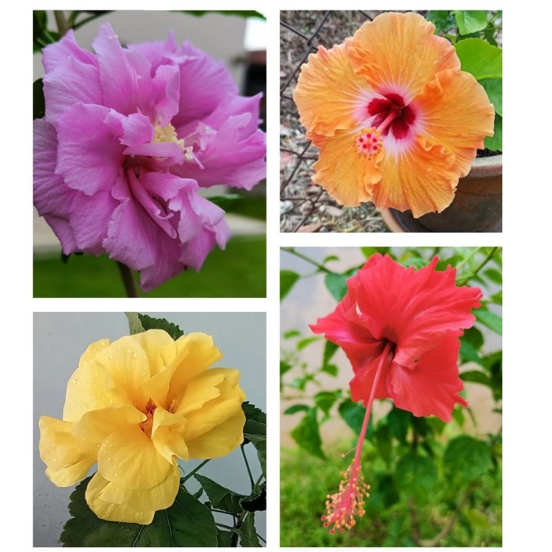 🌺KERATAN BUNGA RAYA /HIBISCUS/CUTTINGS /大红花/剪支/Putih dan Jambu berlapis ...