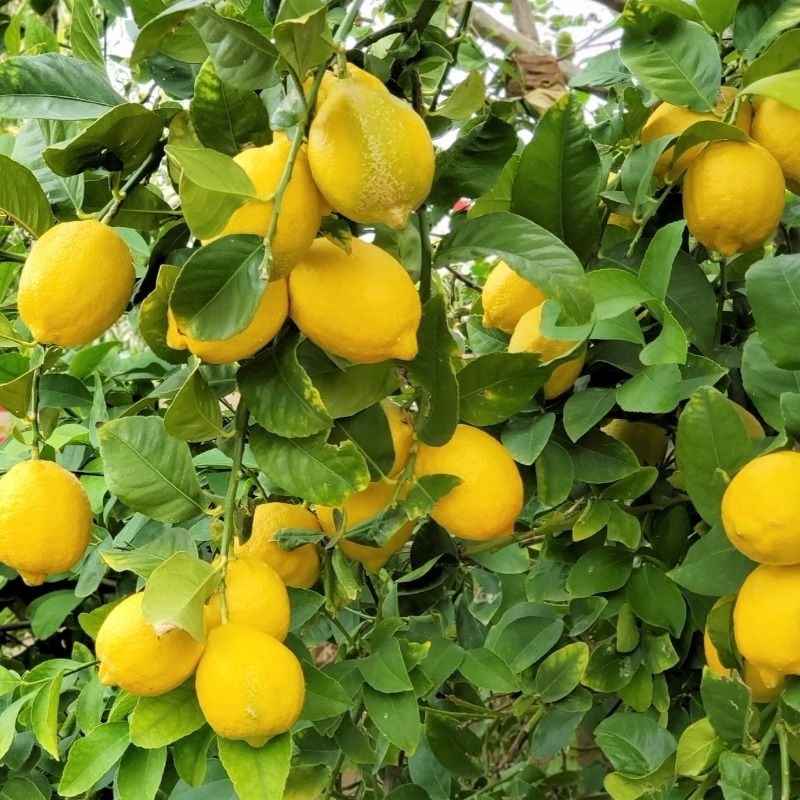 Pokok Grafted Pokok Lemon Ready Stock | Shopee Malaysia