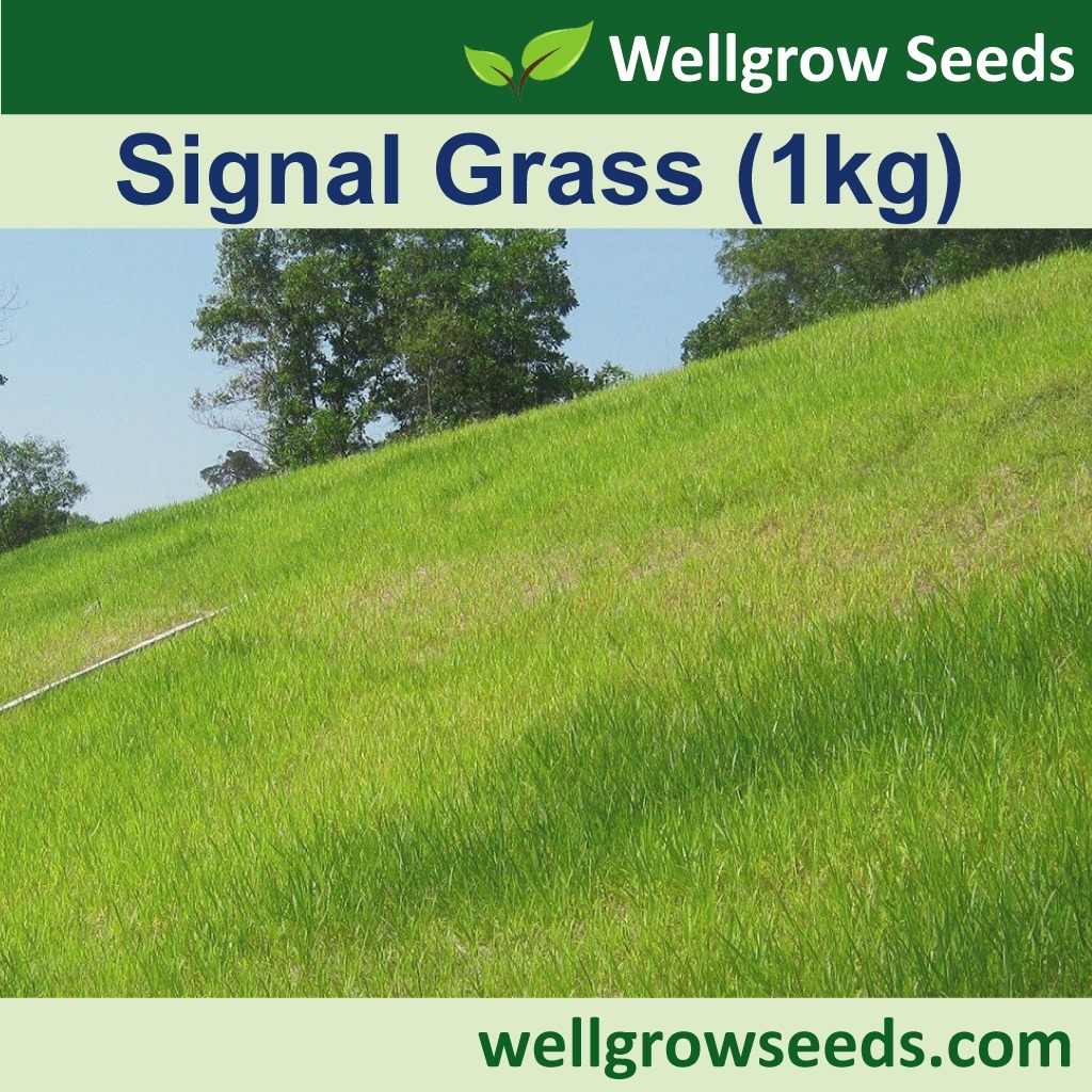 Signal Grass (1kg) (Brachiaria Decumbens) Grass Seeds Wellgrow Seeds ...