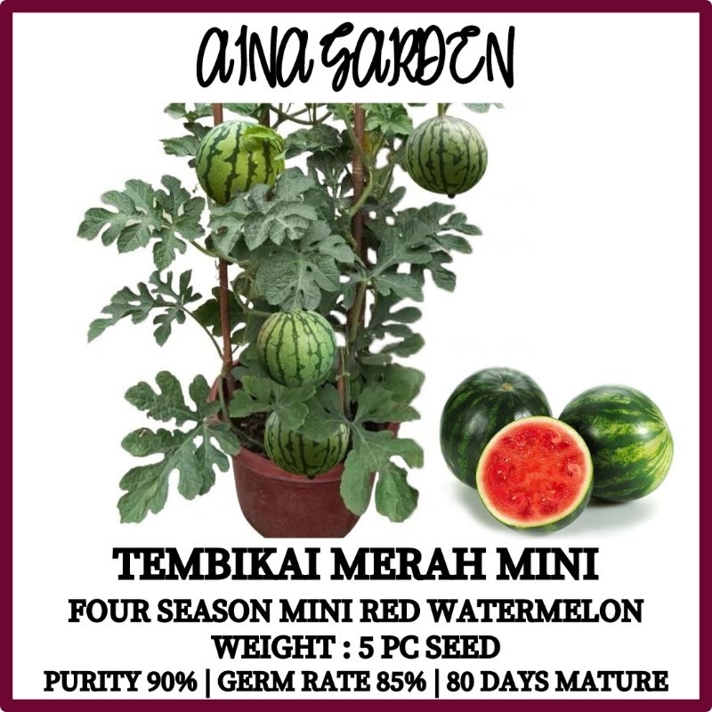 HSK [5pc] BUAH TEMBIKAI MERAH MINI | SMALL WATERMELON SEED | BIJI BENIH ...