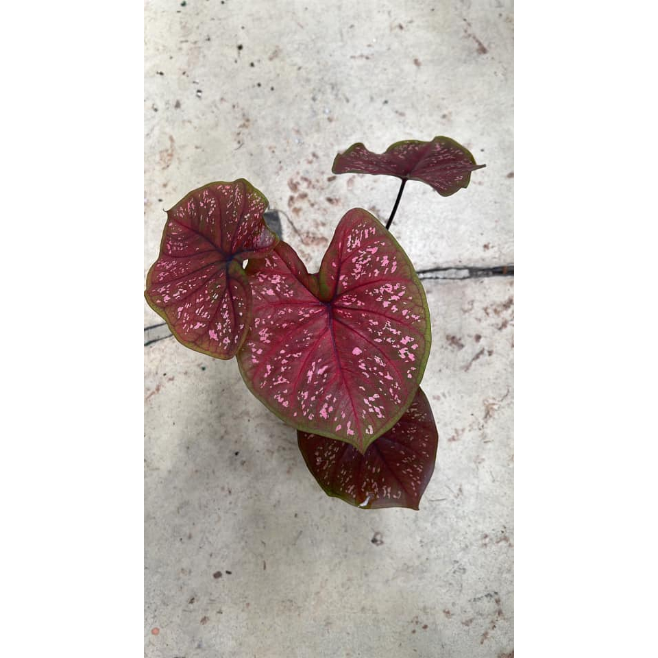 STOCK CLERANCE - Caladium Keladi Murah 彩叶芋 Large size Keladi viral ...