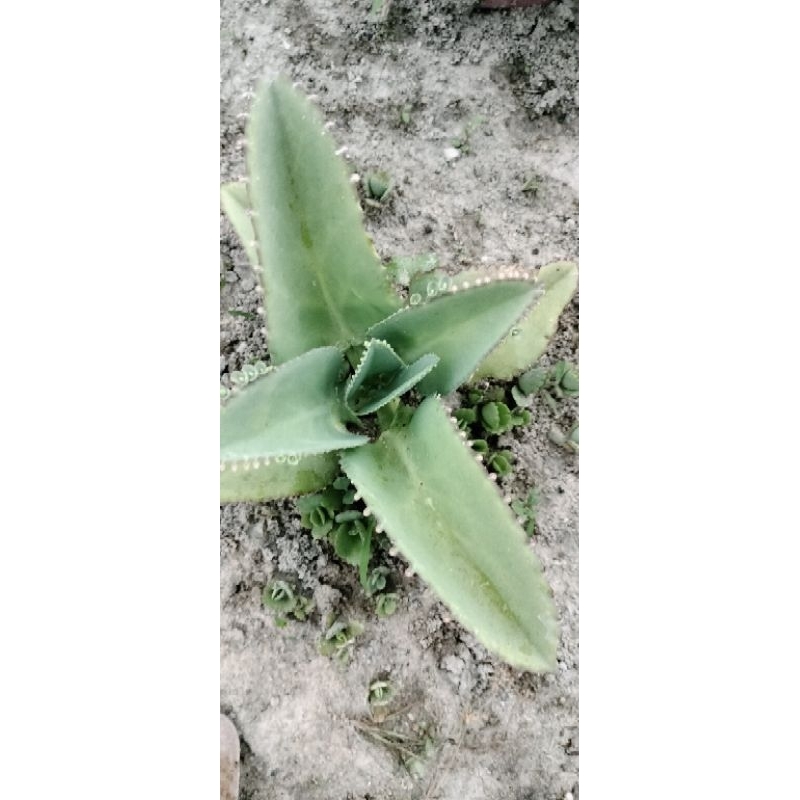 SEDINGIN (Kalanchoe pinnata) MERAWAT PELBAGAI PENYAKIT | Shopee Malaysia