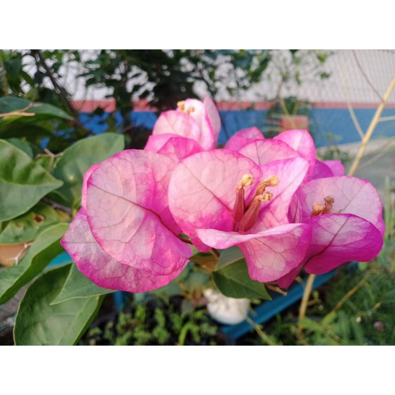 Set keratan batang bunga kertas citra, bougainvilla dari india | Shopee ...