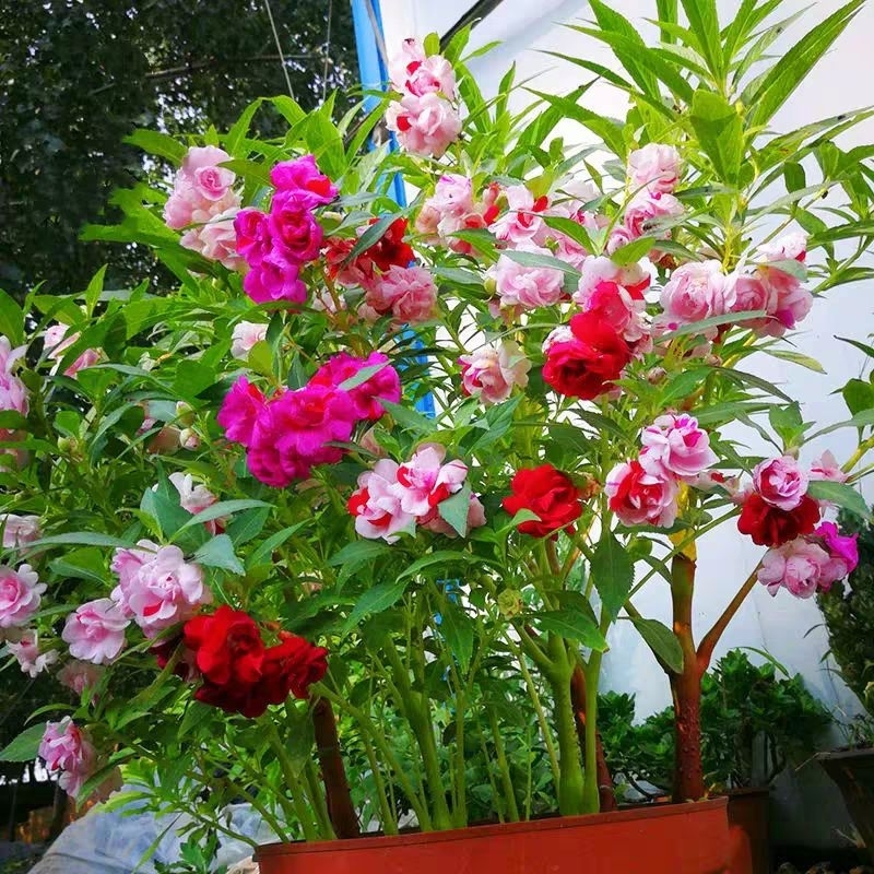 🌺10 Biji Benih🌺Mix Colour Bunga Keembong 七彩凤仙花种子 | Shopee Malaysia