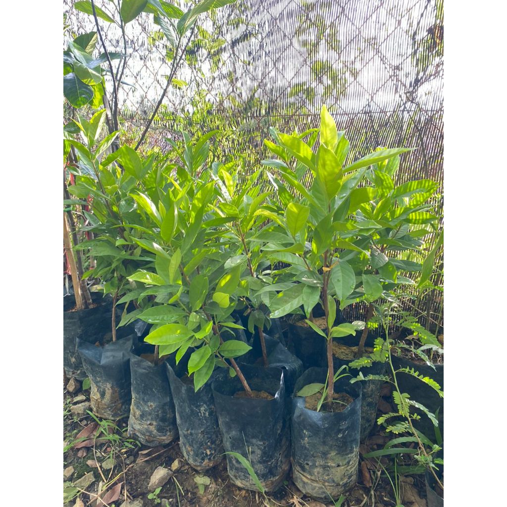 Pokok DAUN SALAM/BAY LEAF (SERAI KAYU)-POKOK BESAR | Shopee Malaysia