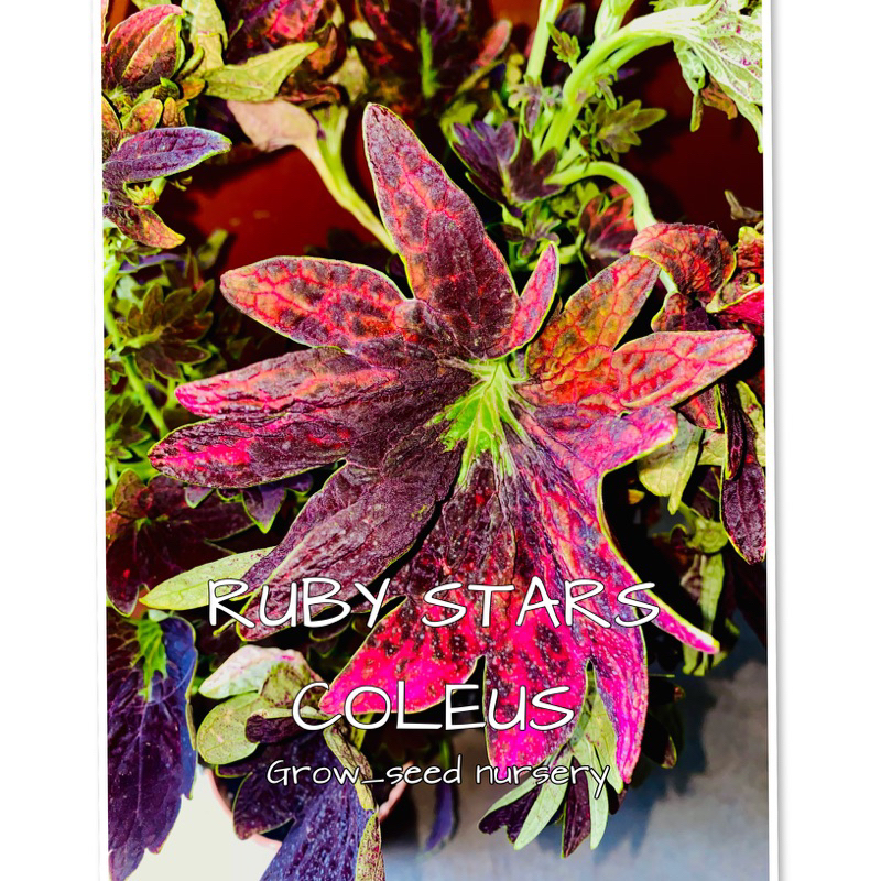 Keratan Ati-ati RUBY STAR ( 1 cutting ) | Shopee Malaysia
