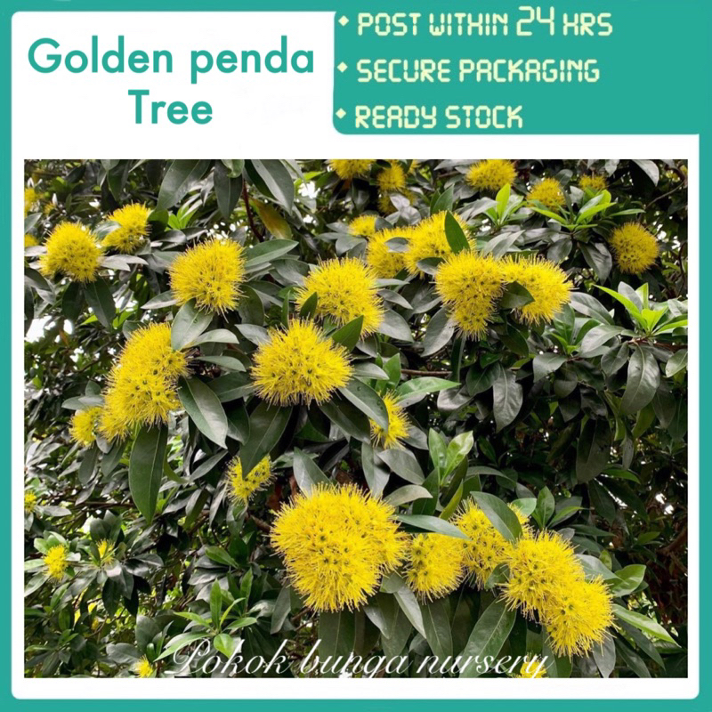 PBN - golden penda tree - xanthostemon chrysanthus yellow Pokok bunga ...