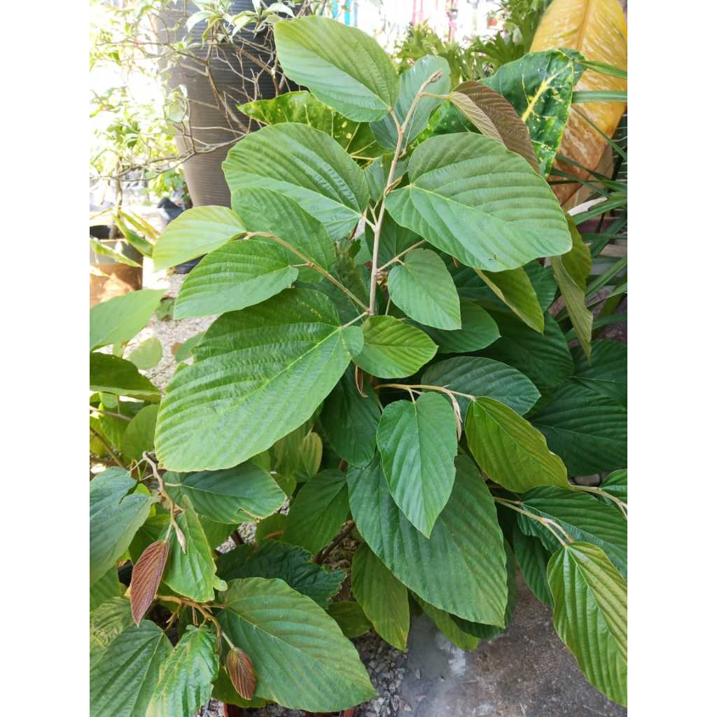 DAUN SERINGAN (POKOK HERBA) | Shopee Malaysia