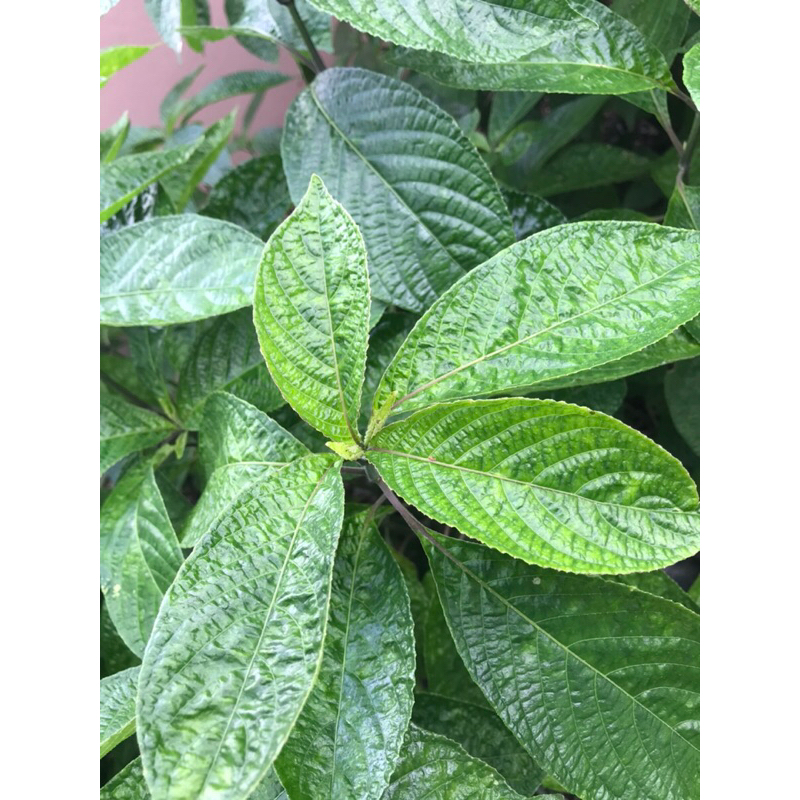 Daun Pecah Beling@Batu Jin segar 20helai@RM2 | Shopee Malaysia